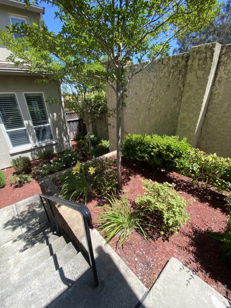 All For Gardening: Is there anything I can do to make this little tree ...
