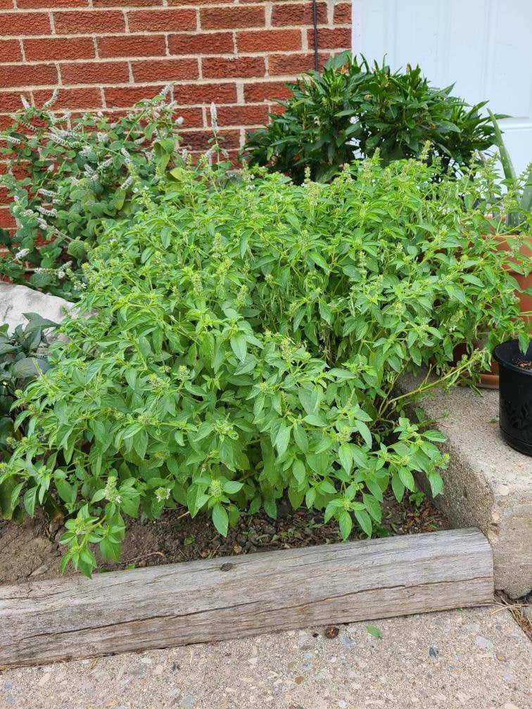 All For Gardening: I was told this sub loves pictures of basil bushes ...