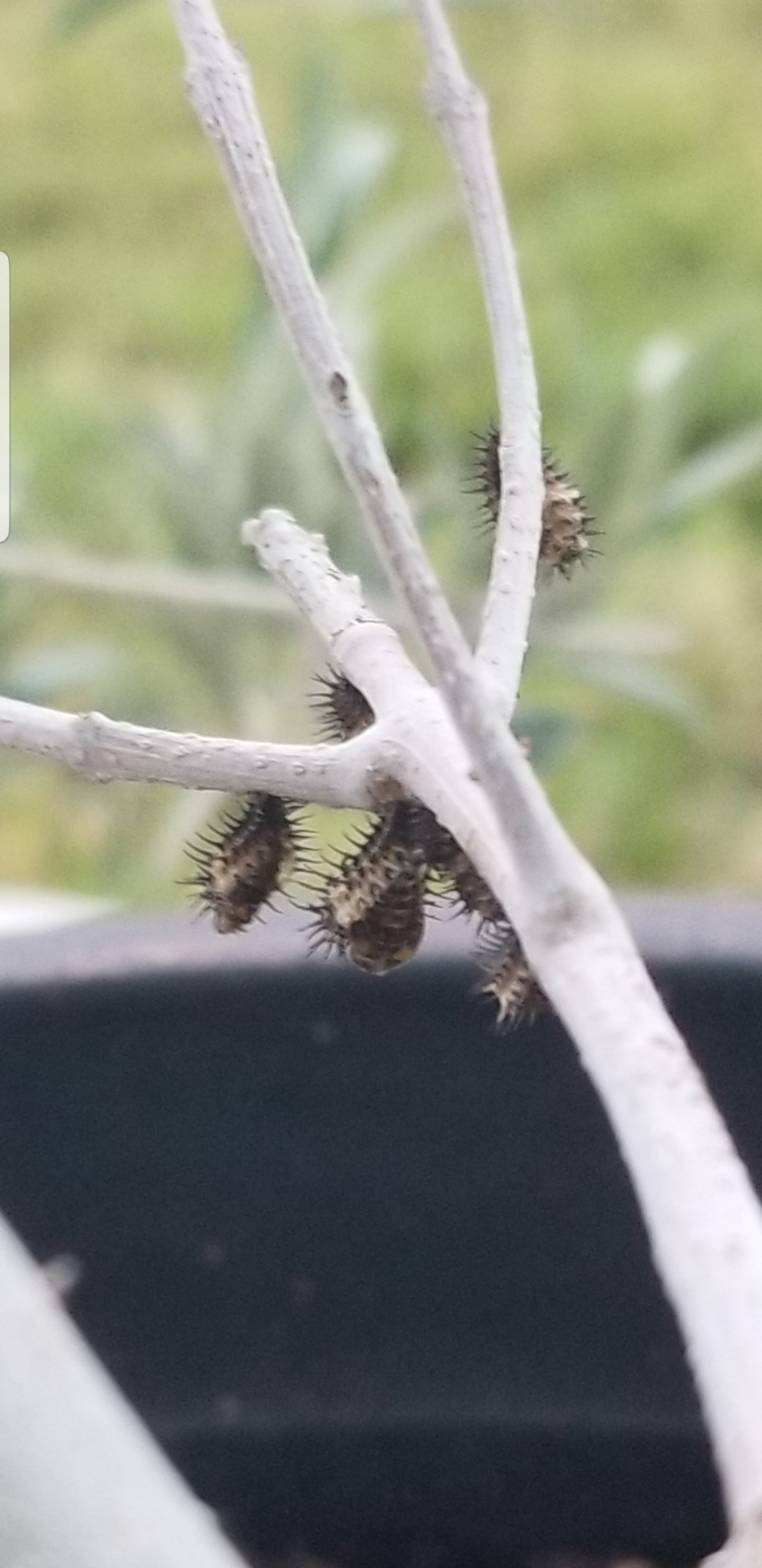 All For Gardening: What is this spiky cocoon-like thing on my olive ...
