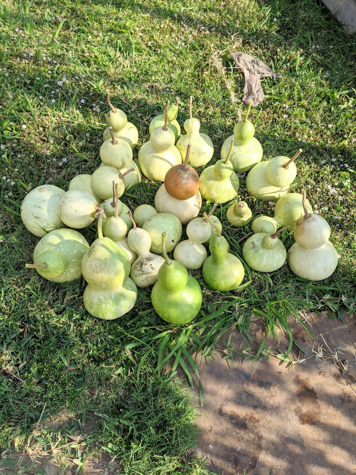 All For Gardening: Harvest my gourds - All For Gardening