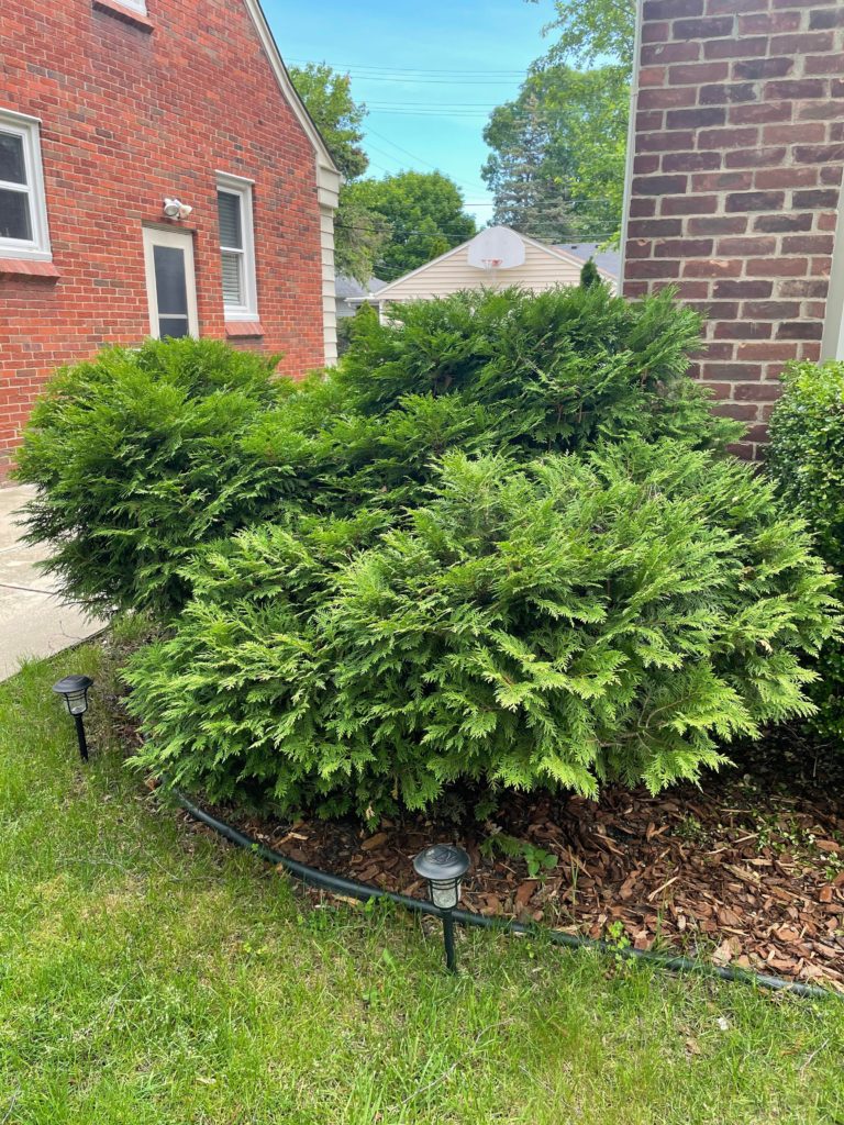 All For Gardening: Does anyone know what kind of bush this is? And how ...