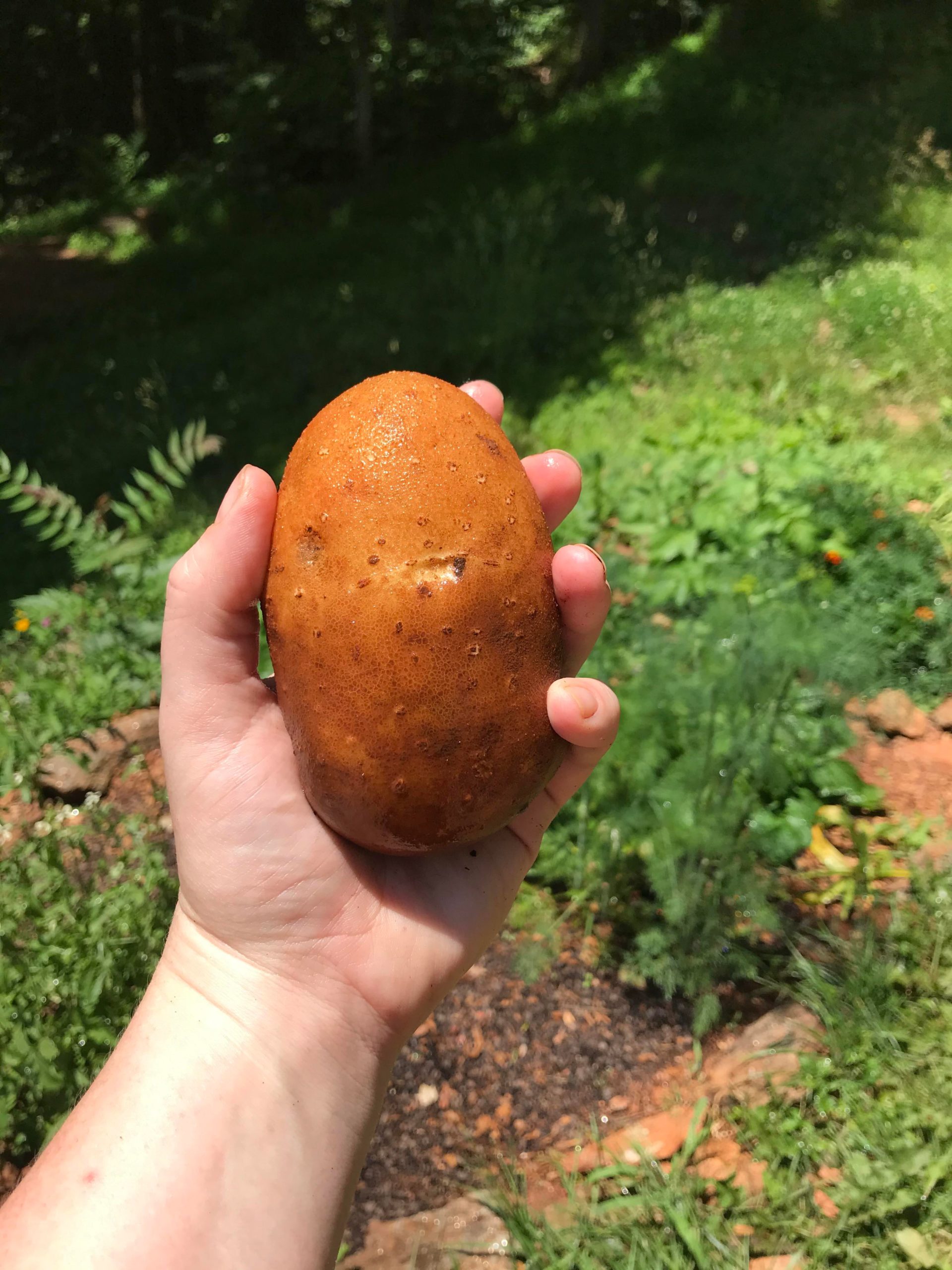 Vegetable Gardening: Biggest potato I’ve ever grown! Is it normal for ...