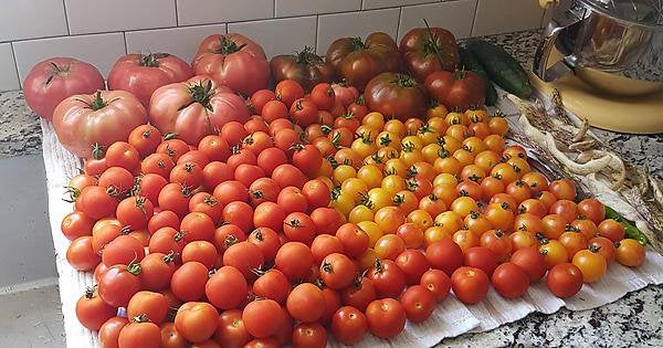 Vegetable Gardening: I have a few tomatoes - All For Gardening