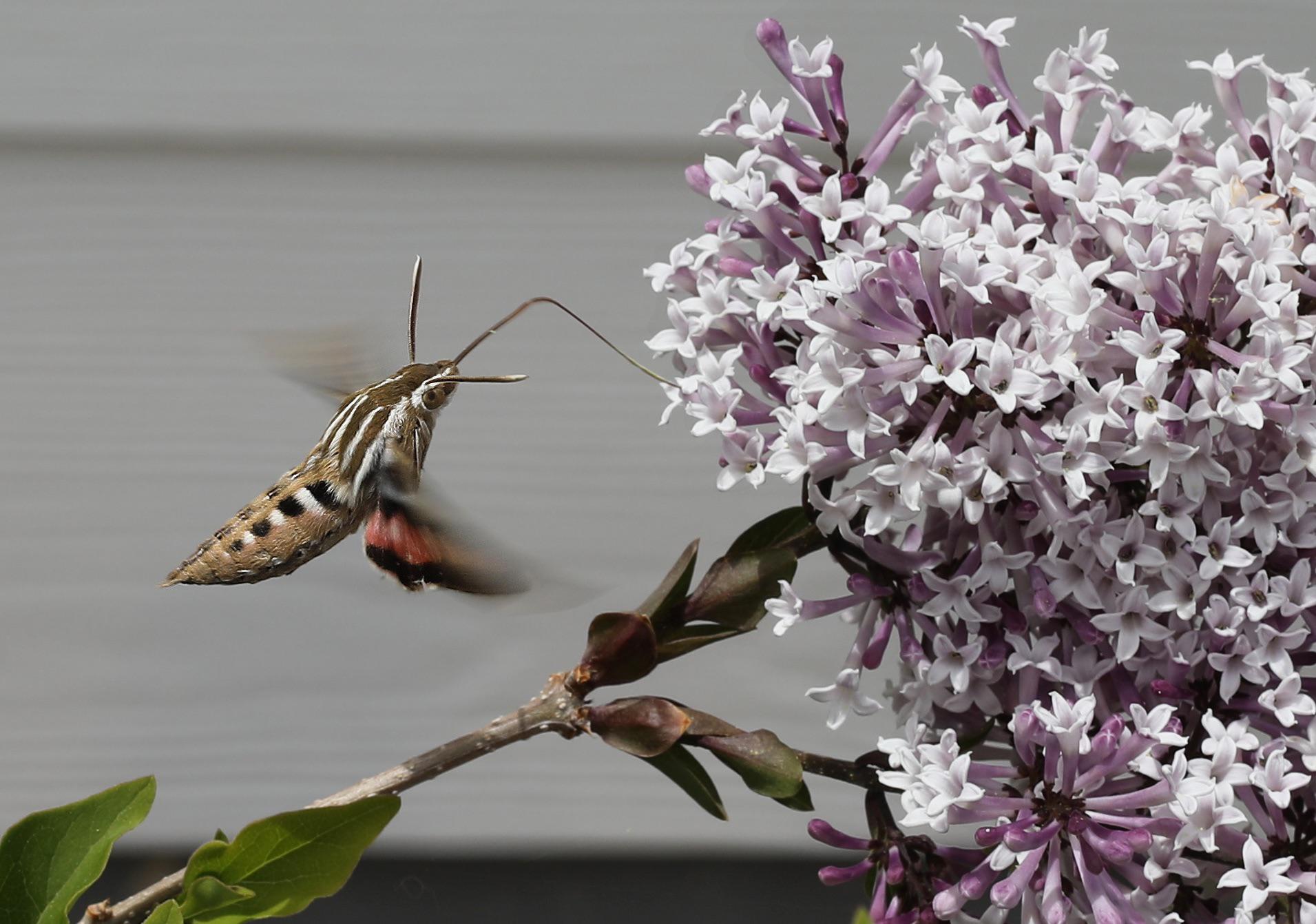 All For Gardening: Hummingbird MOTH likes our Lilacs! - All For Gardening