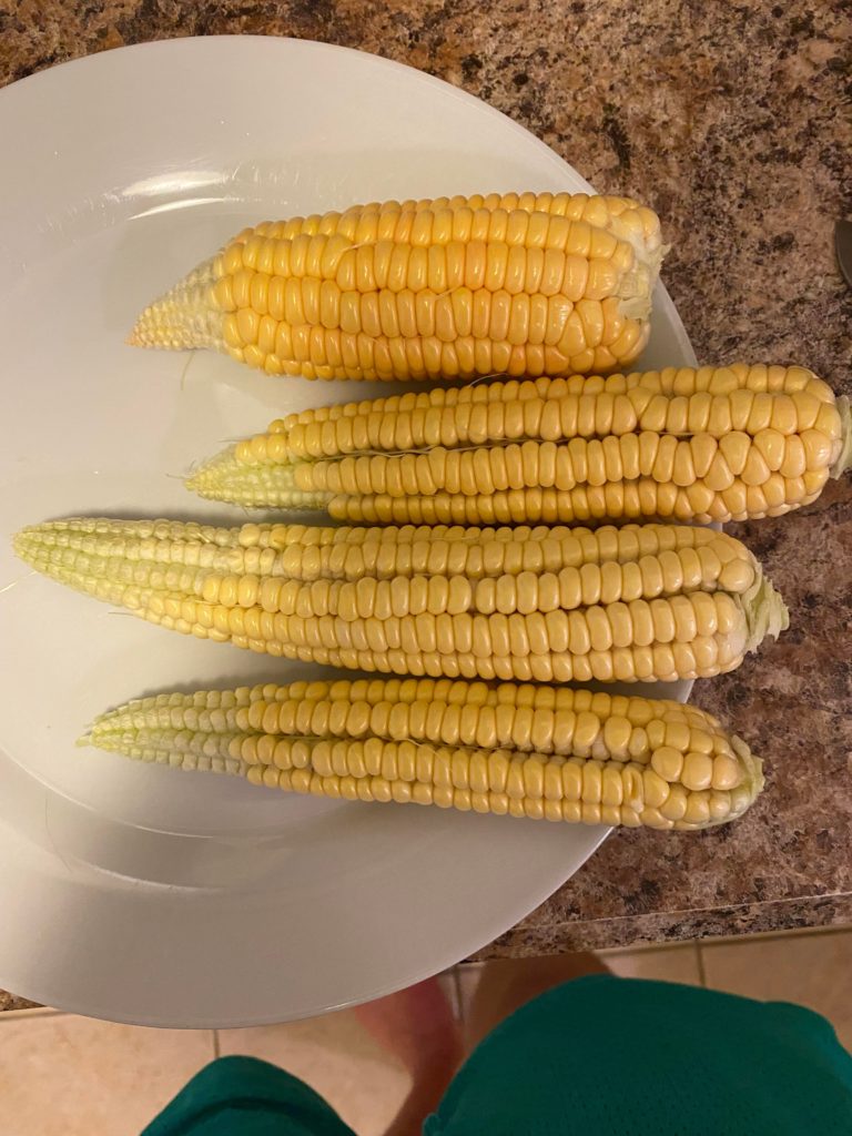 Vegetable Gardening: First corn harvest - All For Gardening