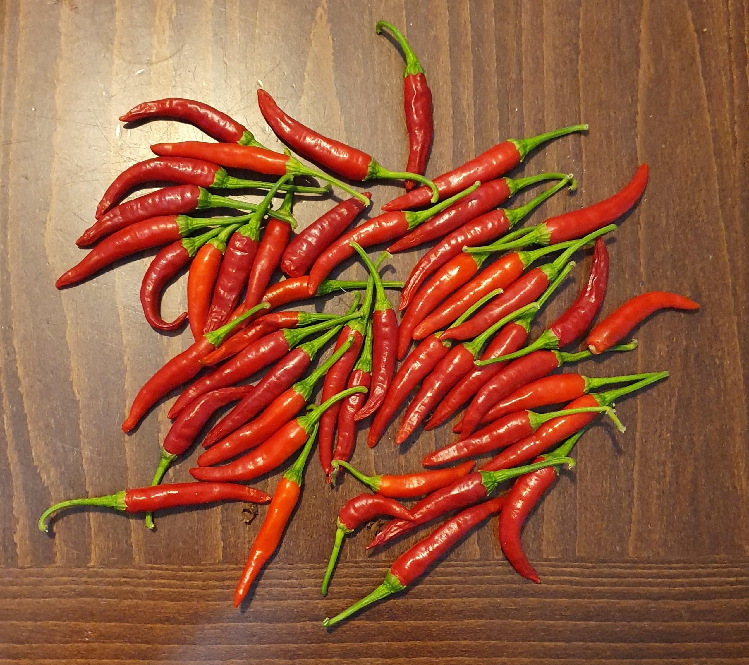 All For Gardening: So many chili peppers! - All For Gardening