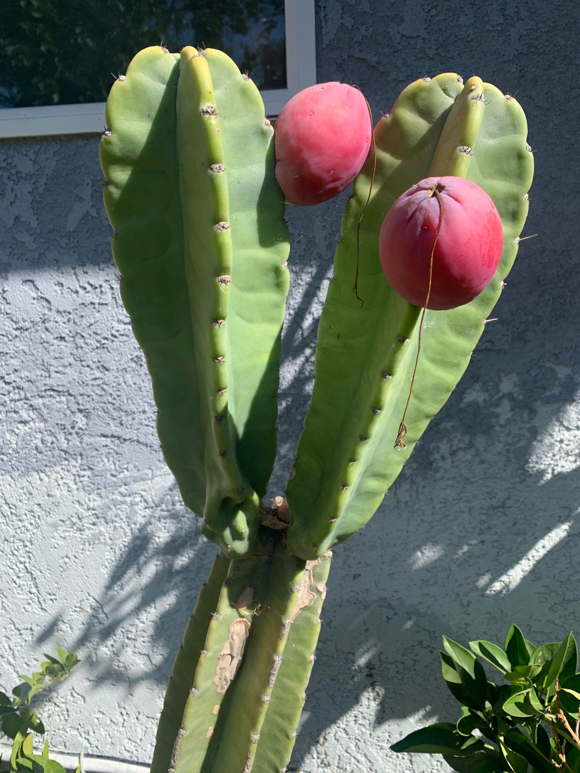 Vegetable Gardening: What are these cactus fruit? Safe to eat? - All ...