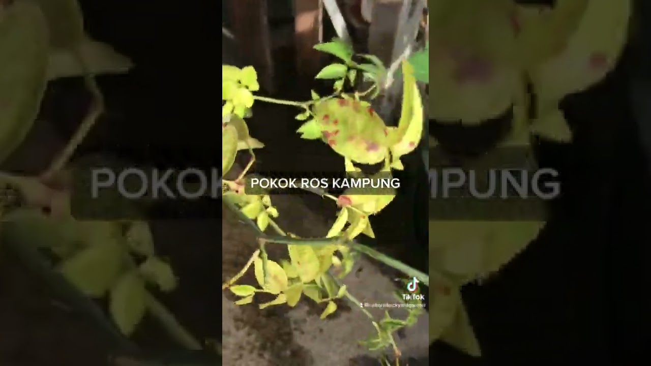 Pokok Bunga Ros Kampung Daun Kuning & Bersemut - All For Gardening