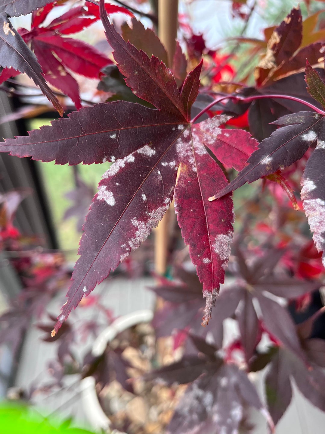 What disease is this? Japanese maple - All For Gardening