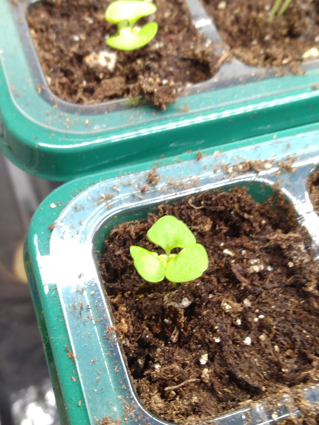 Some highlights from my coleus seedlings after thinning. ~3 weeks after ...