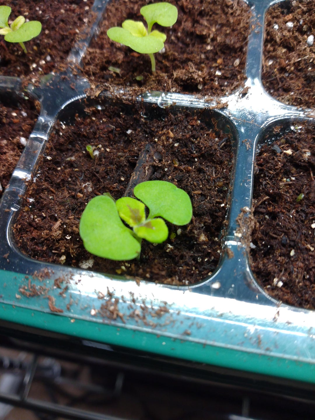 Some highlights from my coleus seedlings after thinning. ~3 weeks after ...