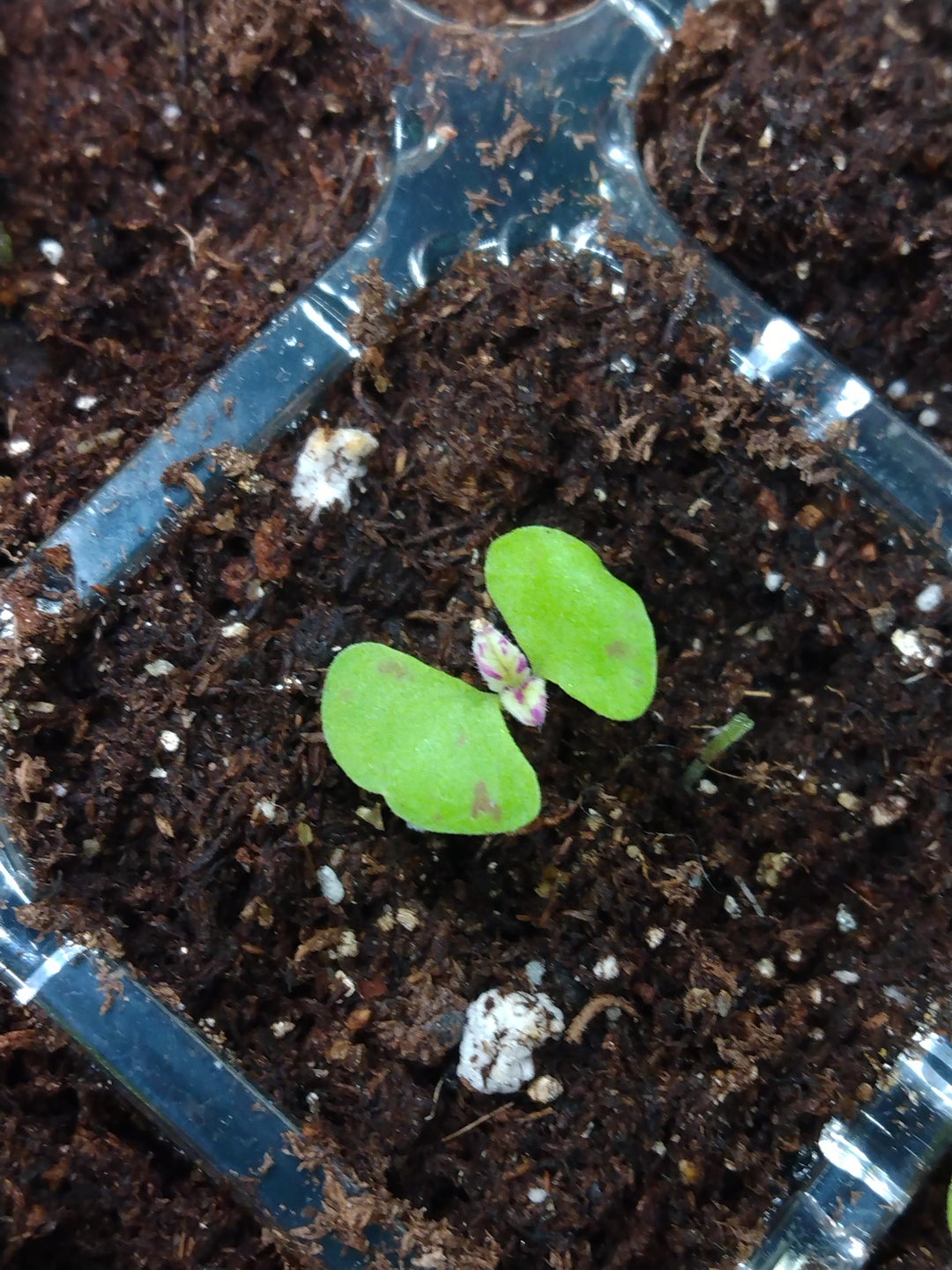 Some highlights from my coleus seedlings after thinning. ~3 weeks after ...