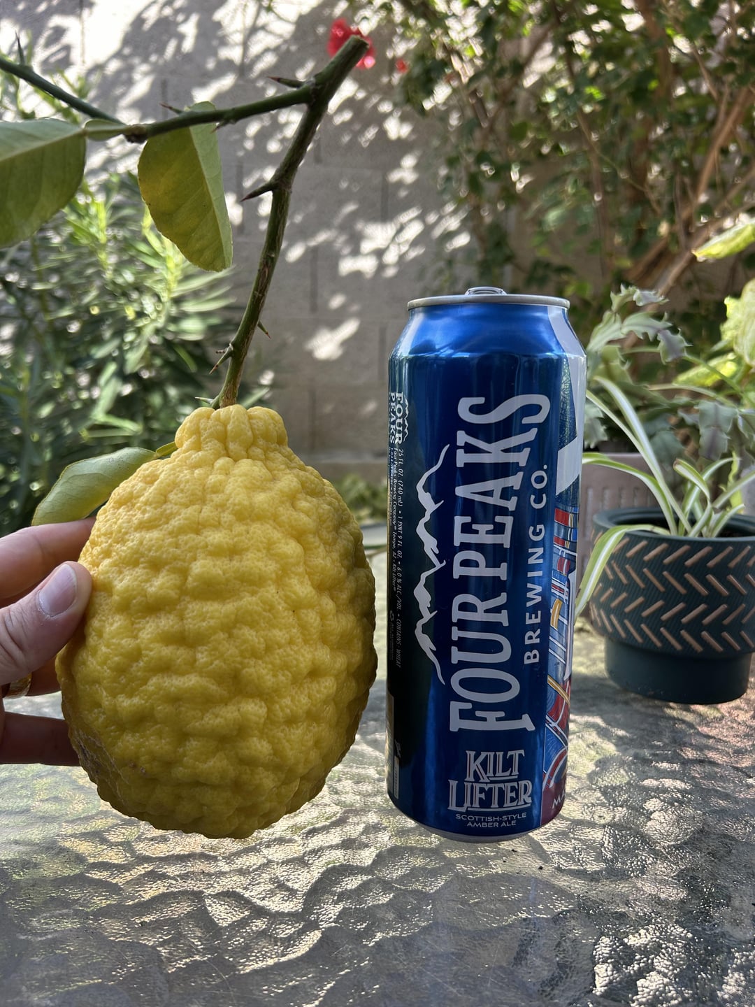 What’s up with my lemons? - All For Gardening