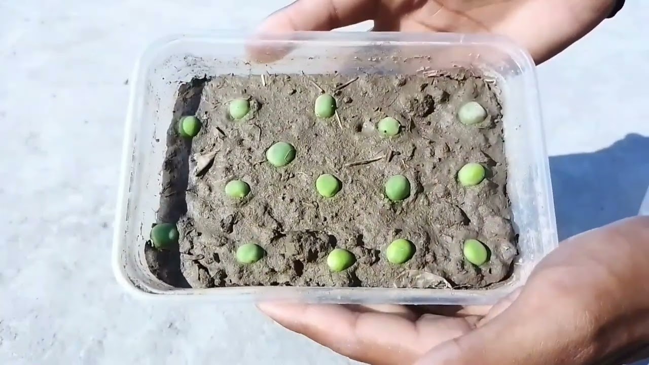 How to grow pea plant at home with seeds (ghar my matar ka bijoo sy ...
