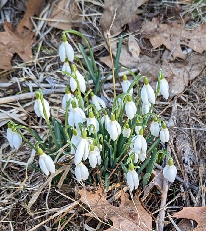Snowdrops in shade?! - All For Gardening