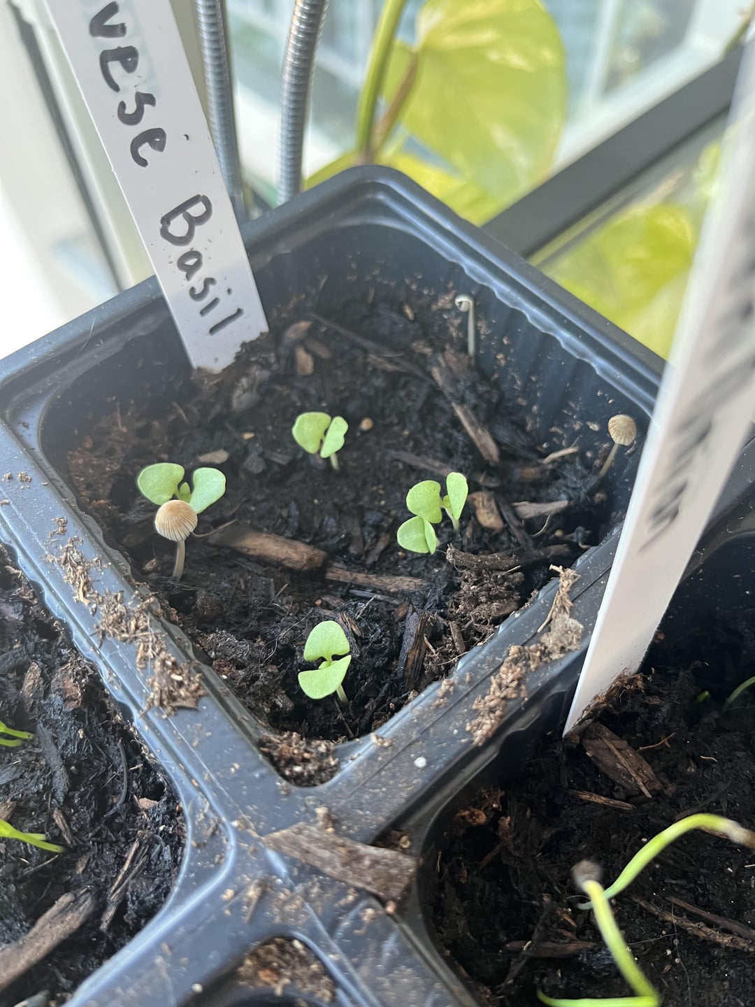 What are these mushrooms growing in my seedling tray, should I be ...