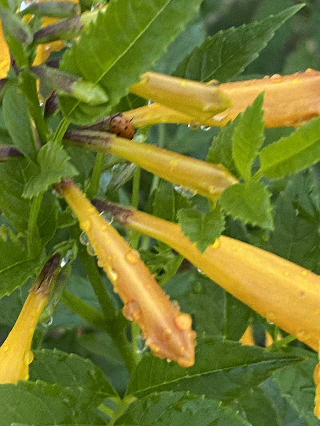 Esperanza I recently planted is full of these bettle. Are they good or ...
