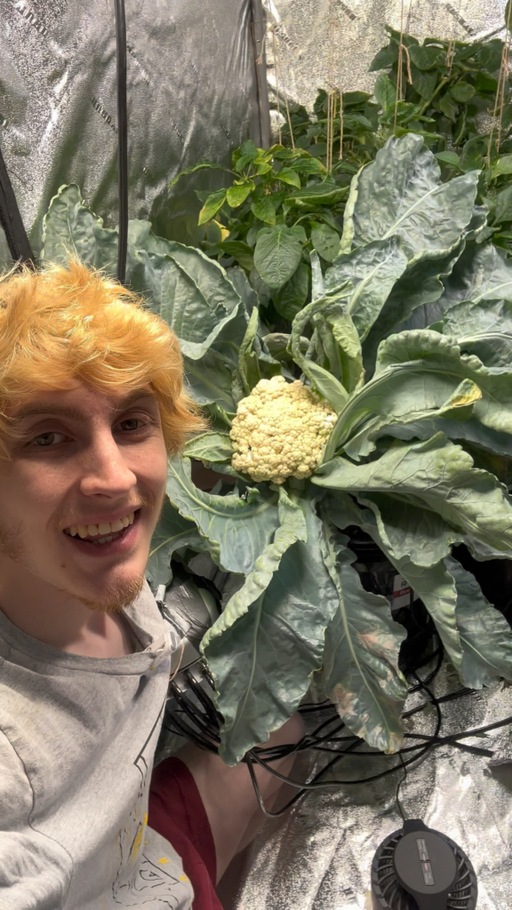 How I grew my hydroponic cauliflower - All For Gardening