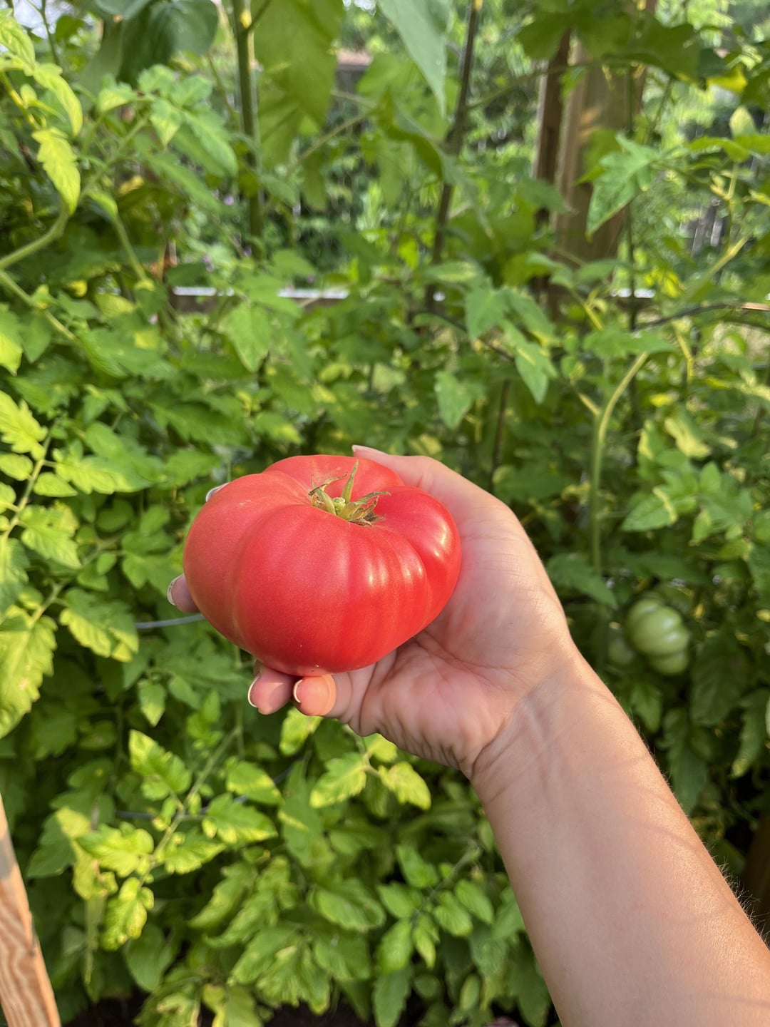 Last year I built the Tomato Prison to keep animals off of my precious ...