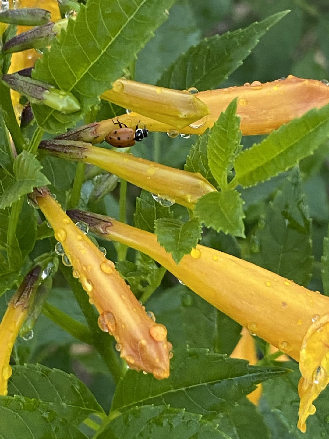 Esperanza I recently planted is full of these bettle. Are they good or ...