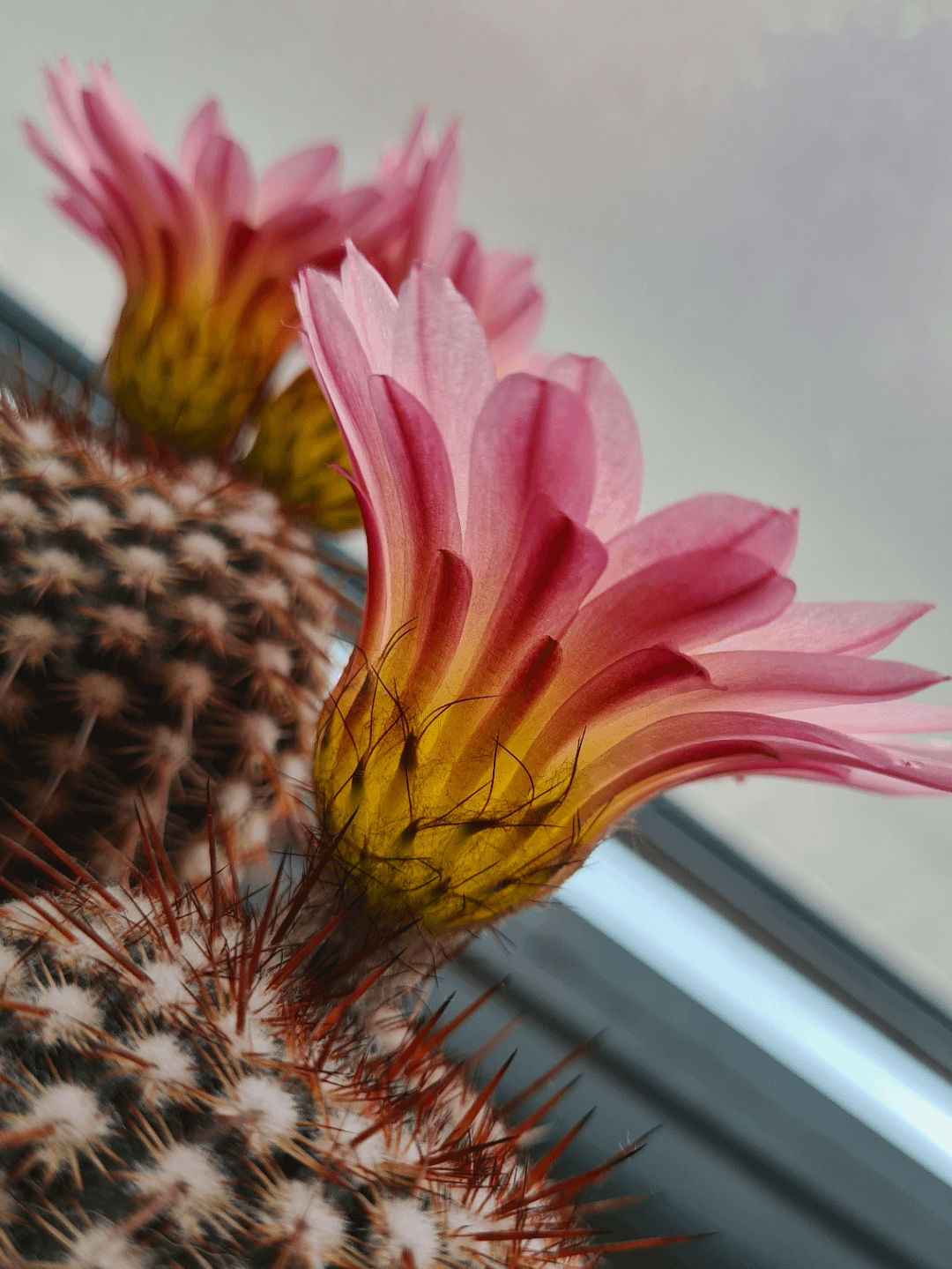 Parodia rutilans - first ever flowers - All For Gardening