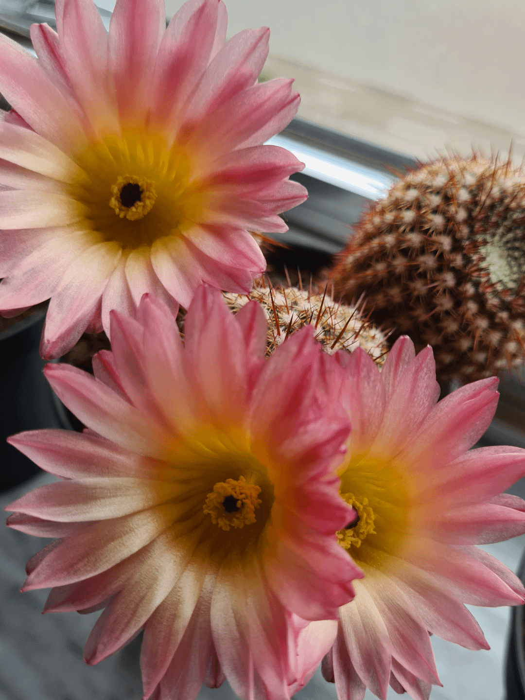 Parodia rutilans - first ever flowers - All For Gardening
