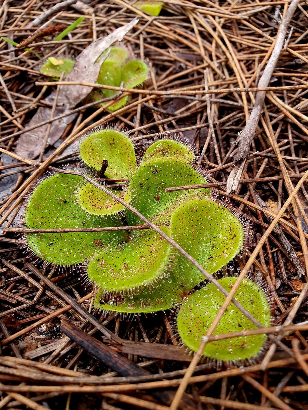 Rosettes of "Red Ink Sundew" Drosera erythrorhiza flourishing in native ...