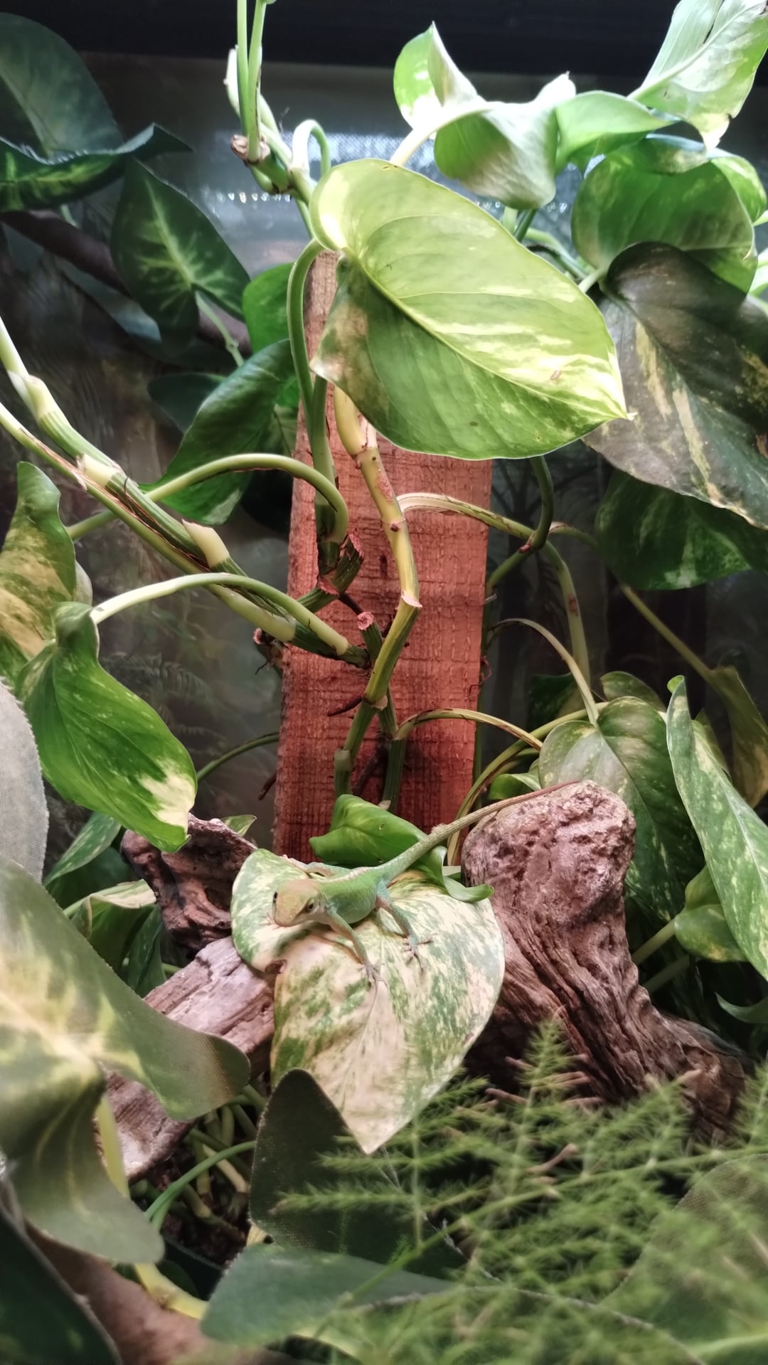 Do These Cuttings Look Ok To Try A Propogate With The Black Lines On do-these-cuttings-look-ok-to-try-a-propogate-with-the-black-lines-on