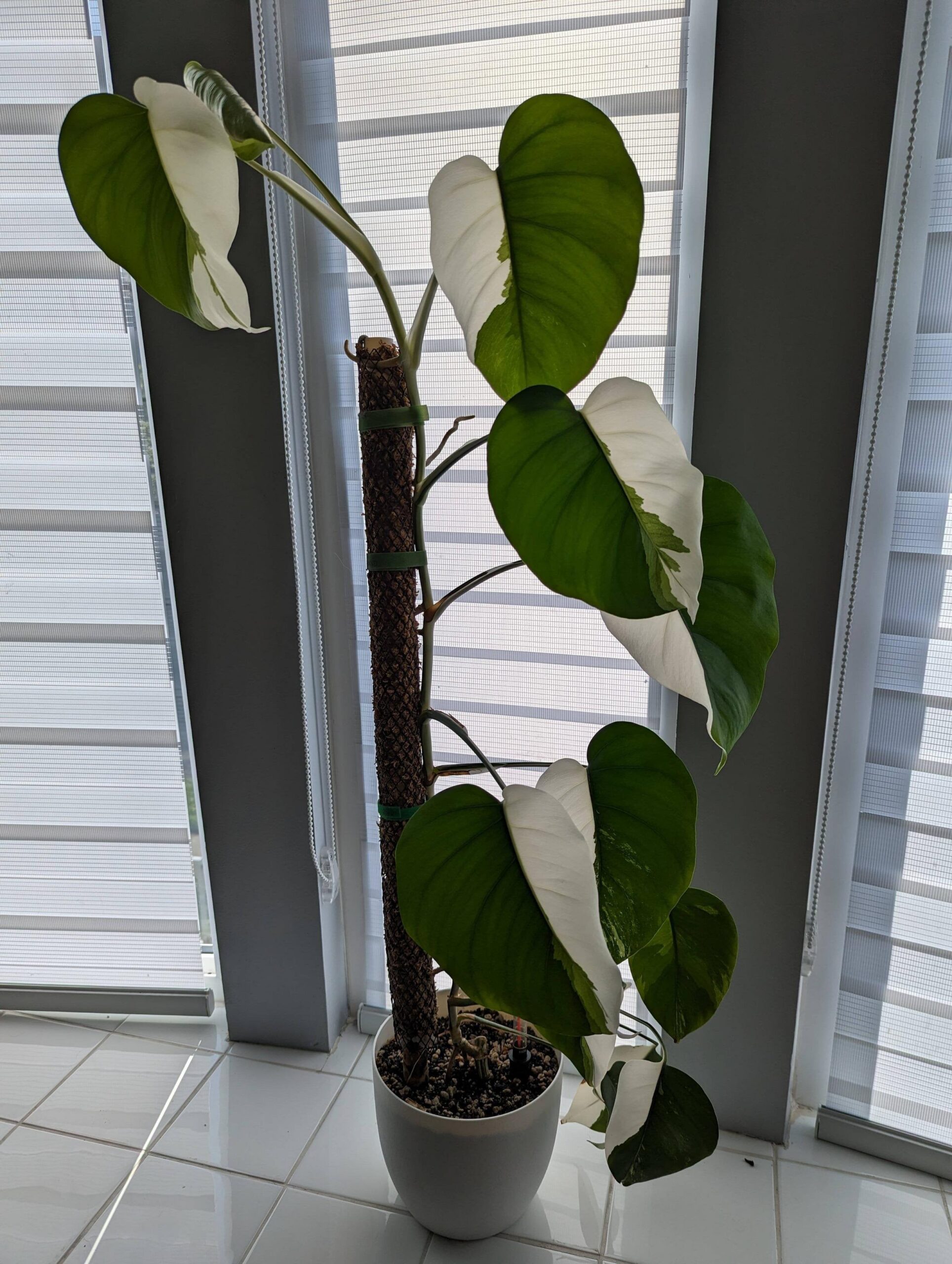 Please help! Why won't the leaves get larger?! As far as I know this is ...