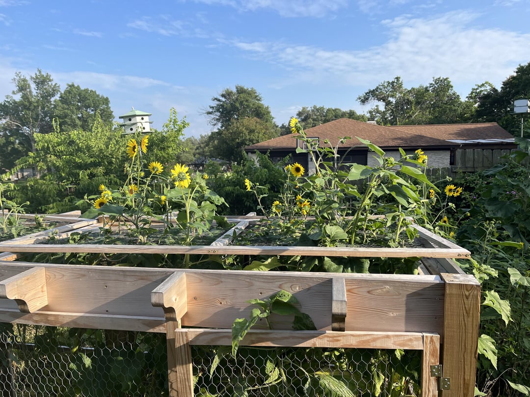 Last year I built the Tomato Prison to keep animals off of my precious ...