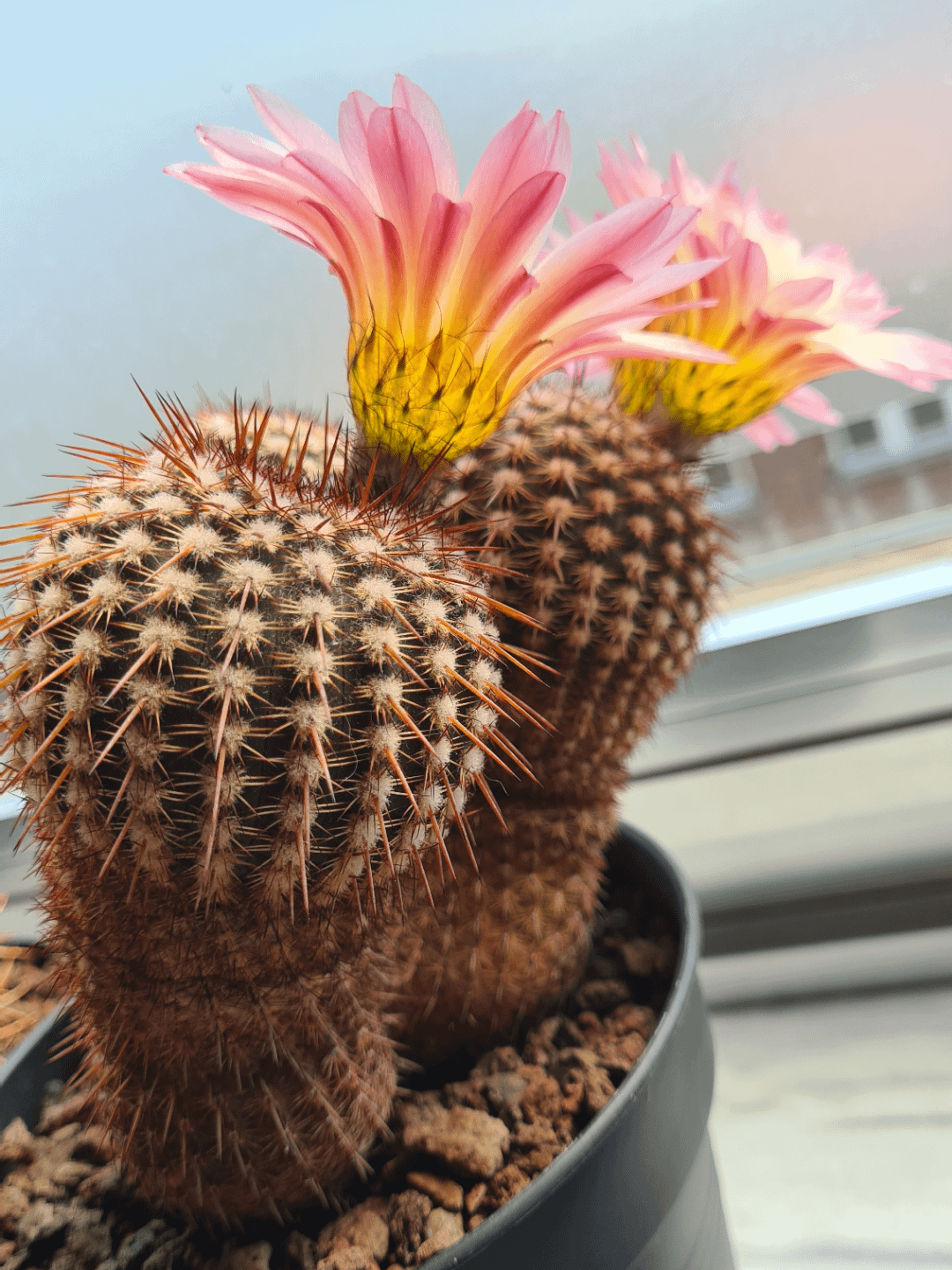 Parodia rutilans - first ever flowers - All For Gardening