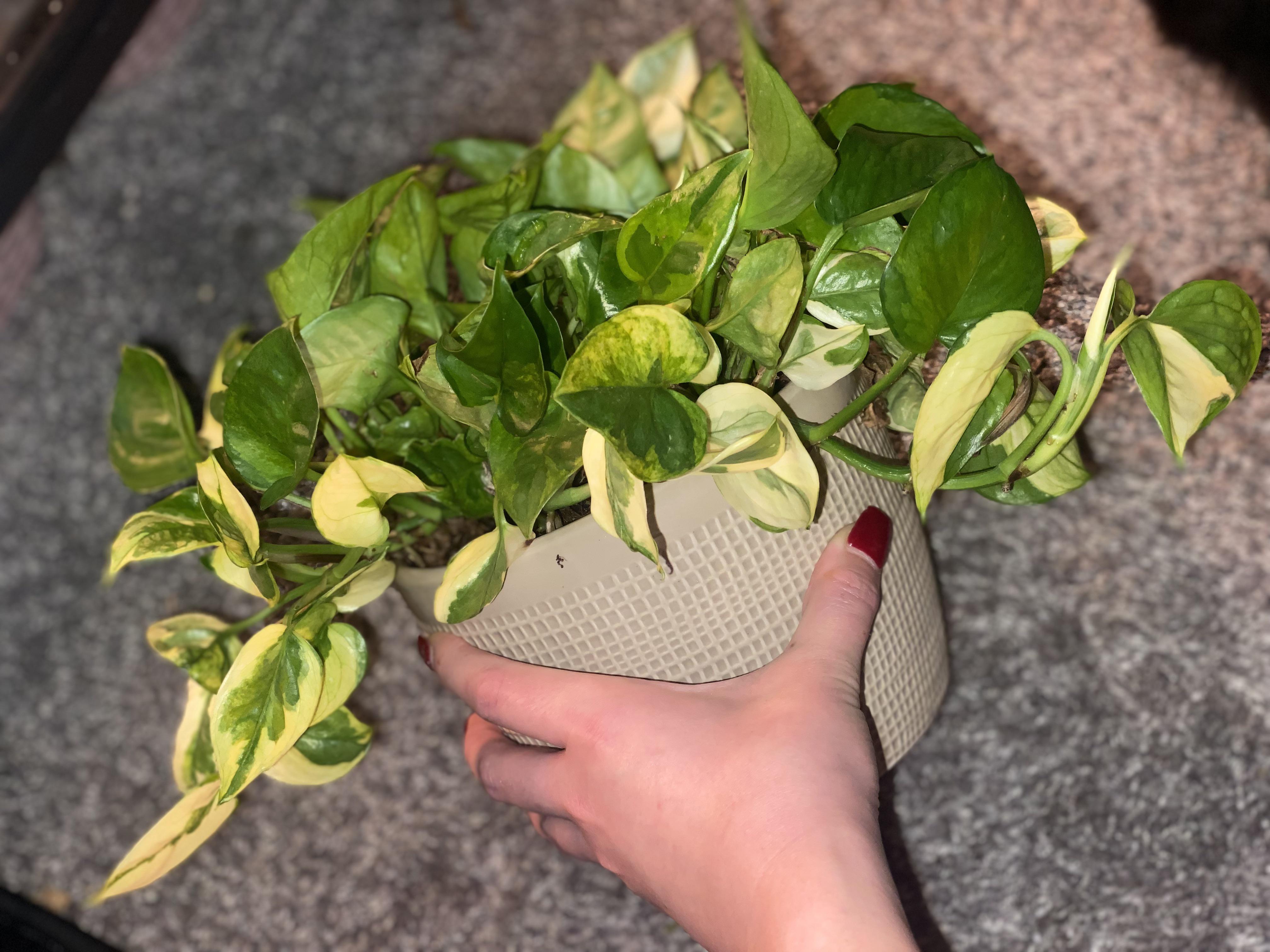 Lemon Meringue Pothos turning more 🍋 with brighter light! - All For ...