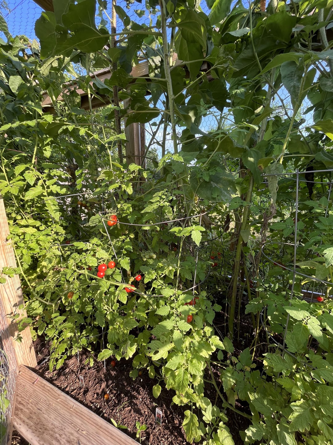 Last year I built the Tomato Prison to keep animals off of my precious ...