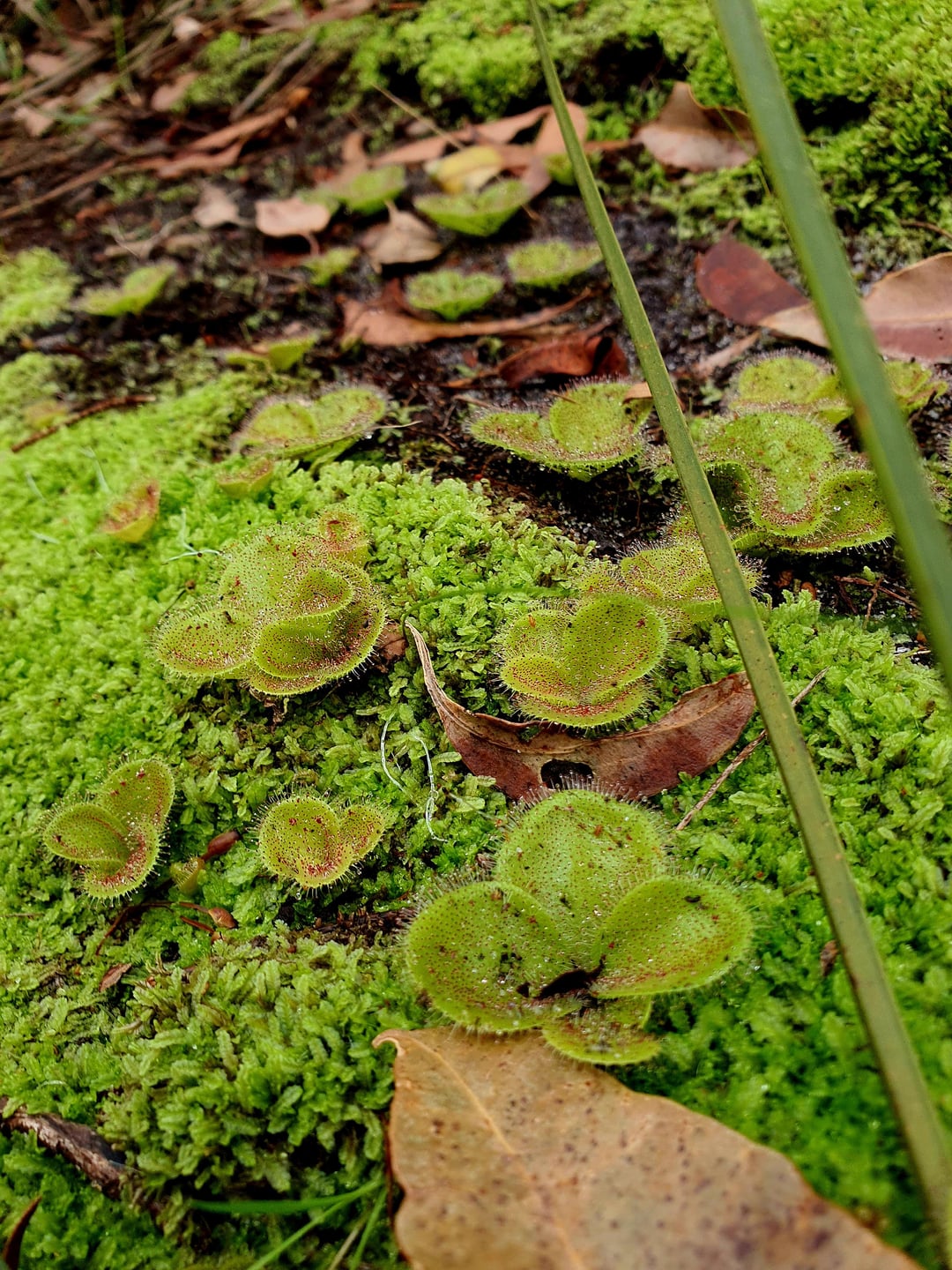 Rosettes of "Red Ink Sundew" Drosera erythrorhiza flourishing in native ...