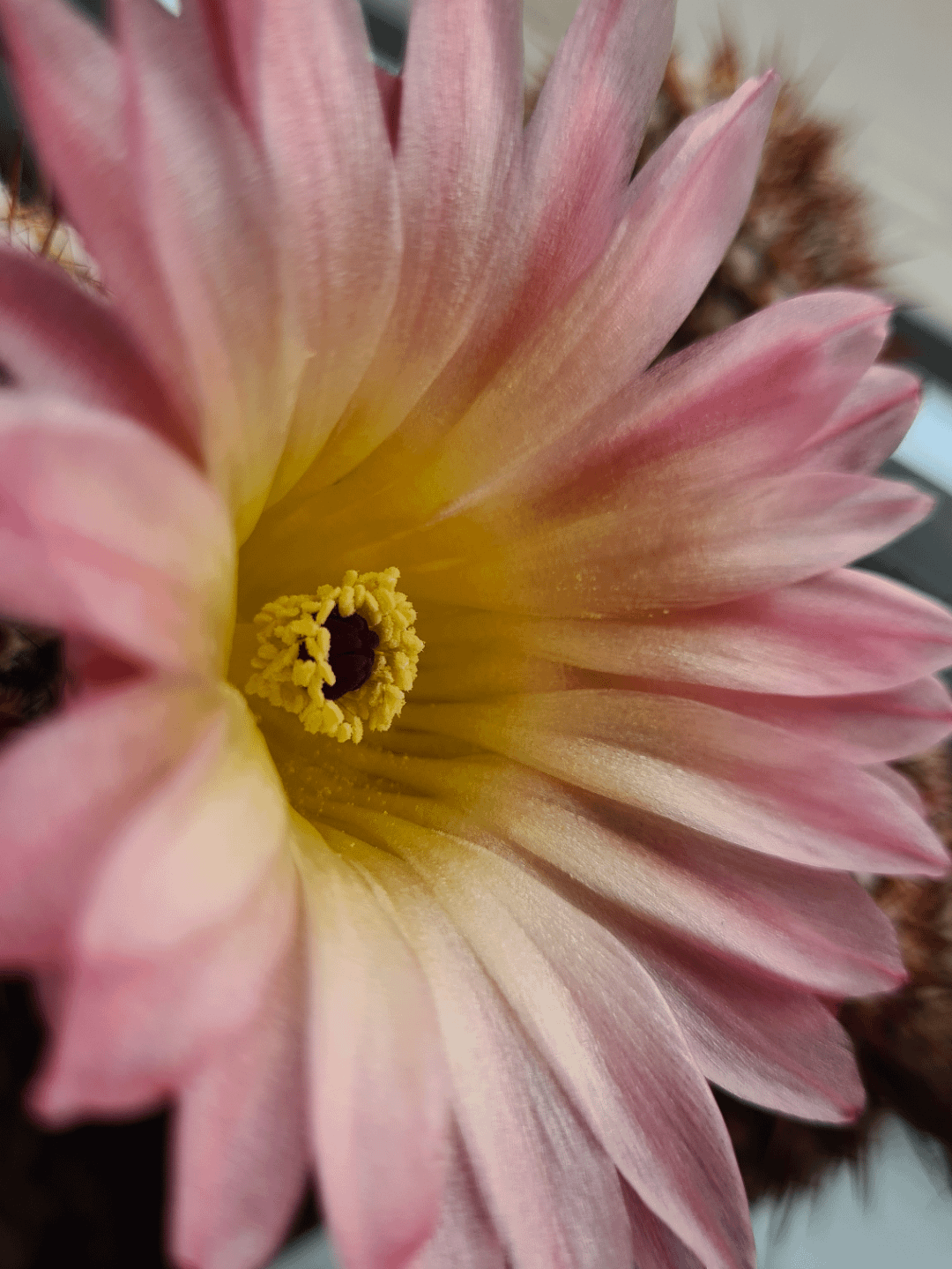 Parodia rutilans - first ever flowers - All For Gardening