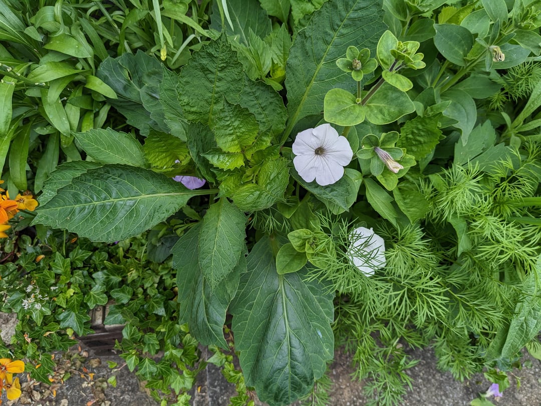 Wildflowers in a container - All For Gardening