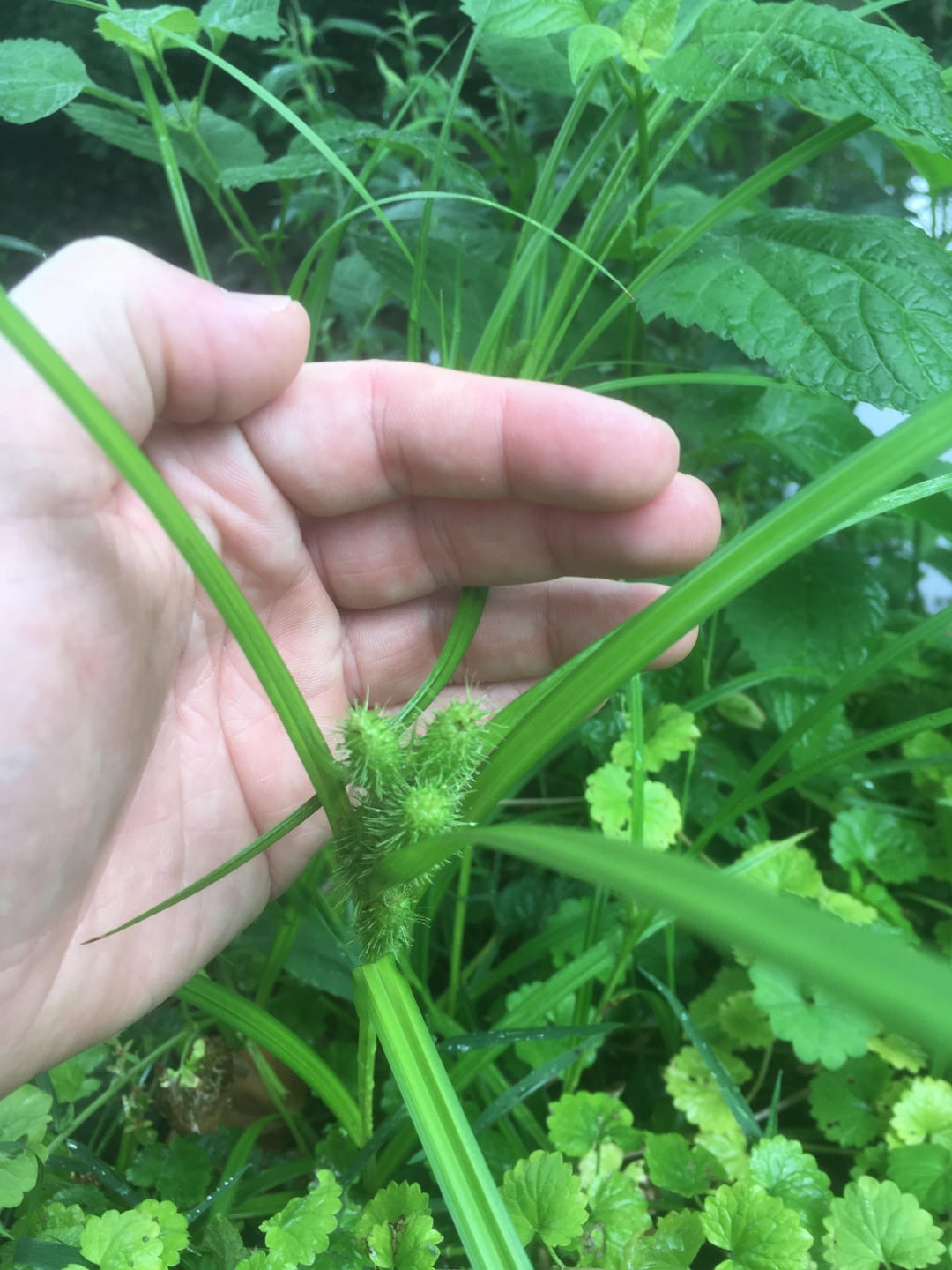 Native grasses and sedges in my yard - All For Gardening