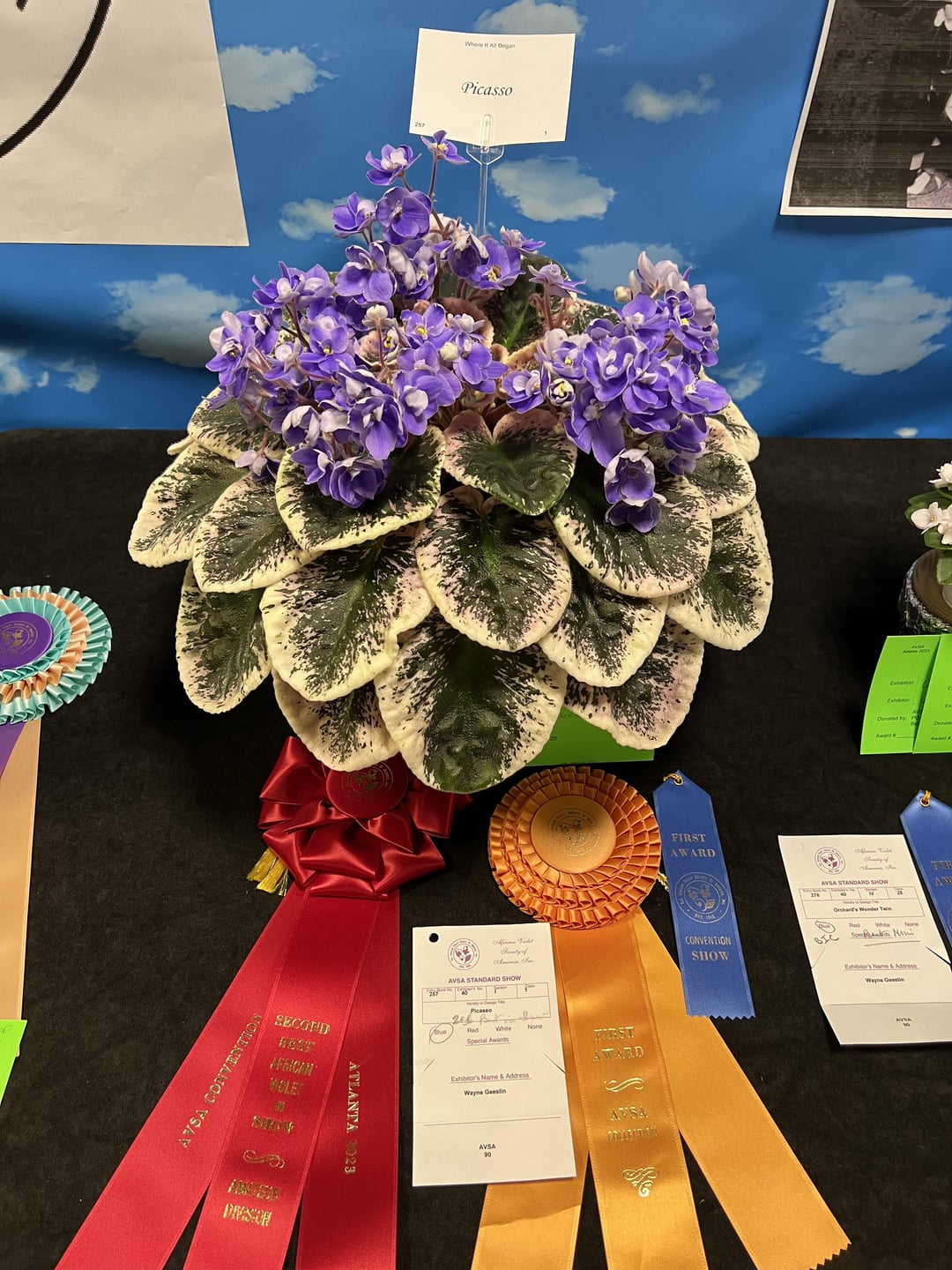 Highlights from the African Violet Society of America convention and ...