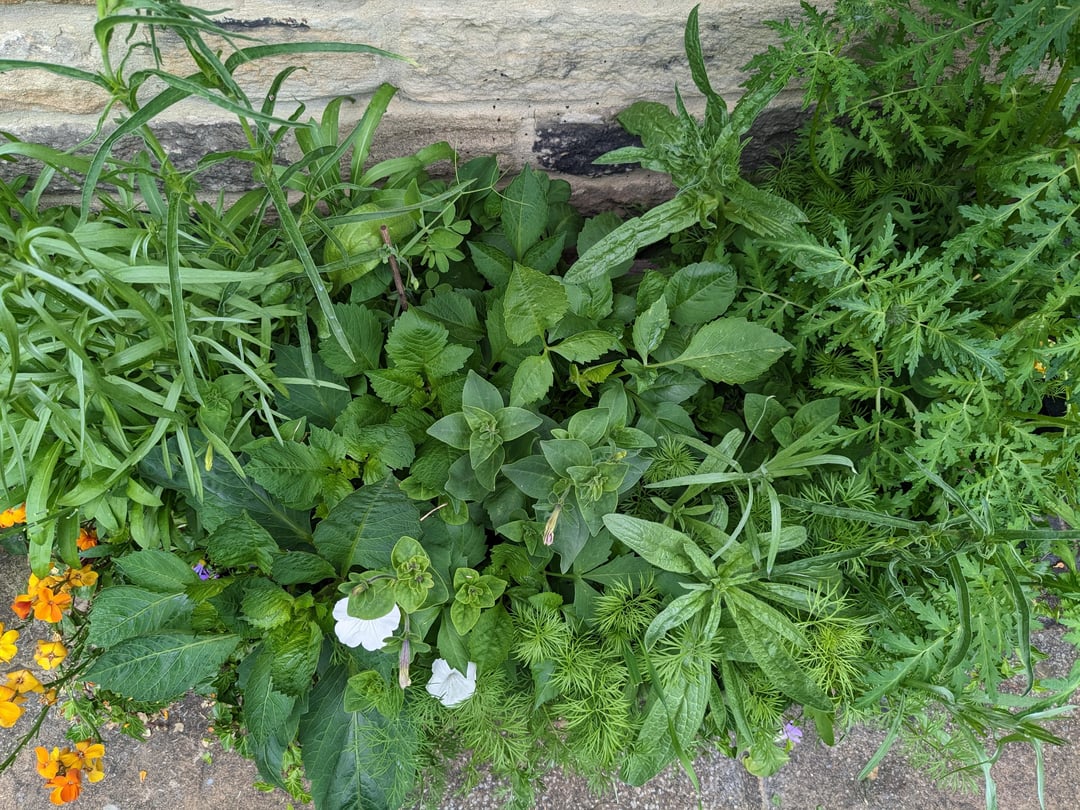 Wildflowers in a container - All For Gardening