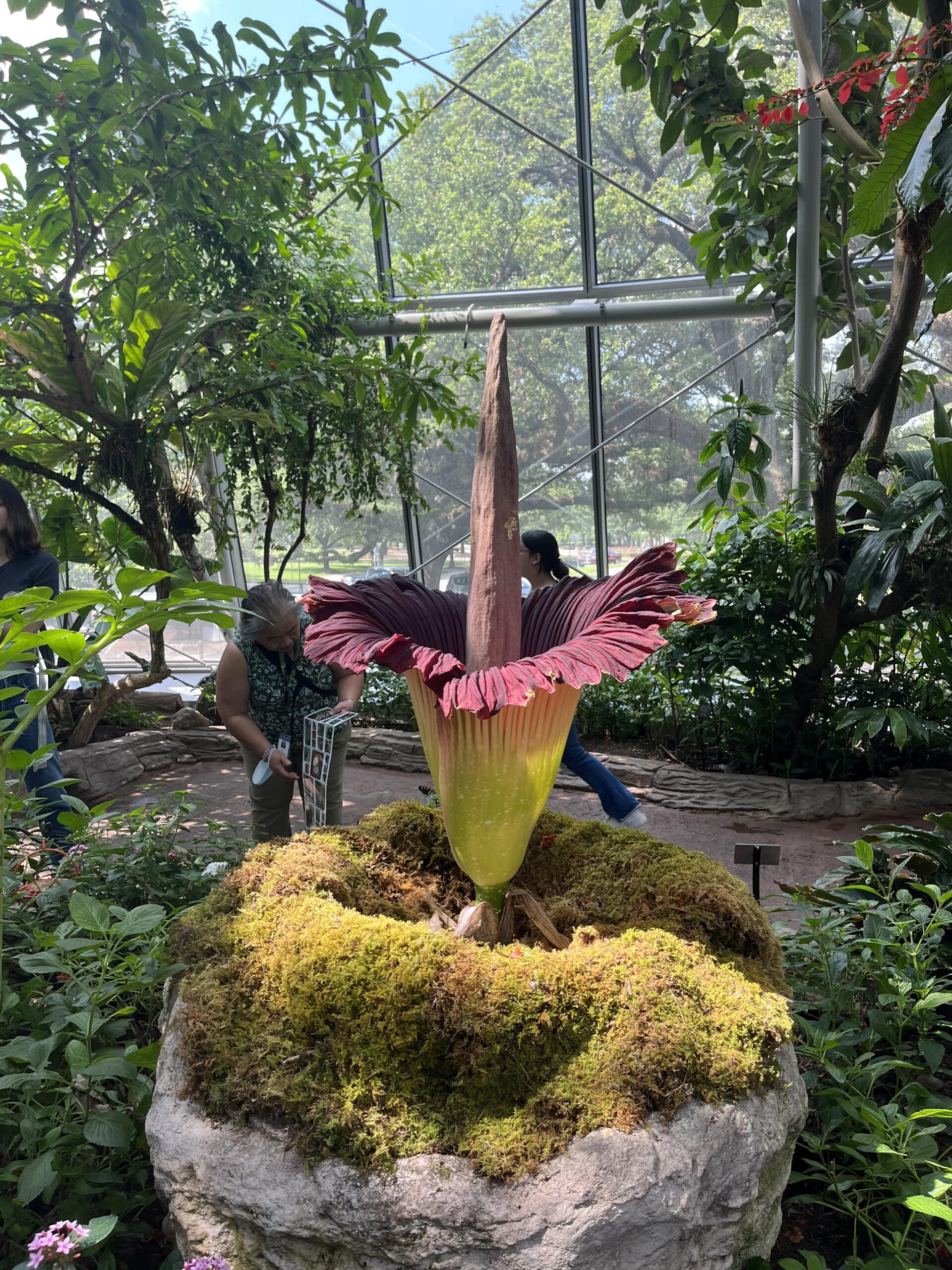 Corpse flower at Houston’s Natural Science Museum. This is this plant’s ...