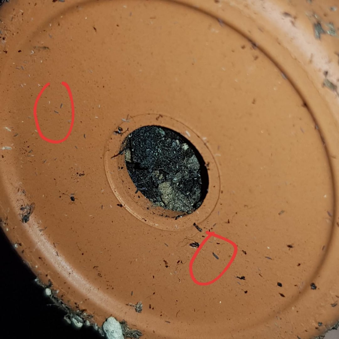 What are these insects under my pots and how do I get rid of them - All ...
