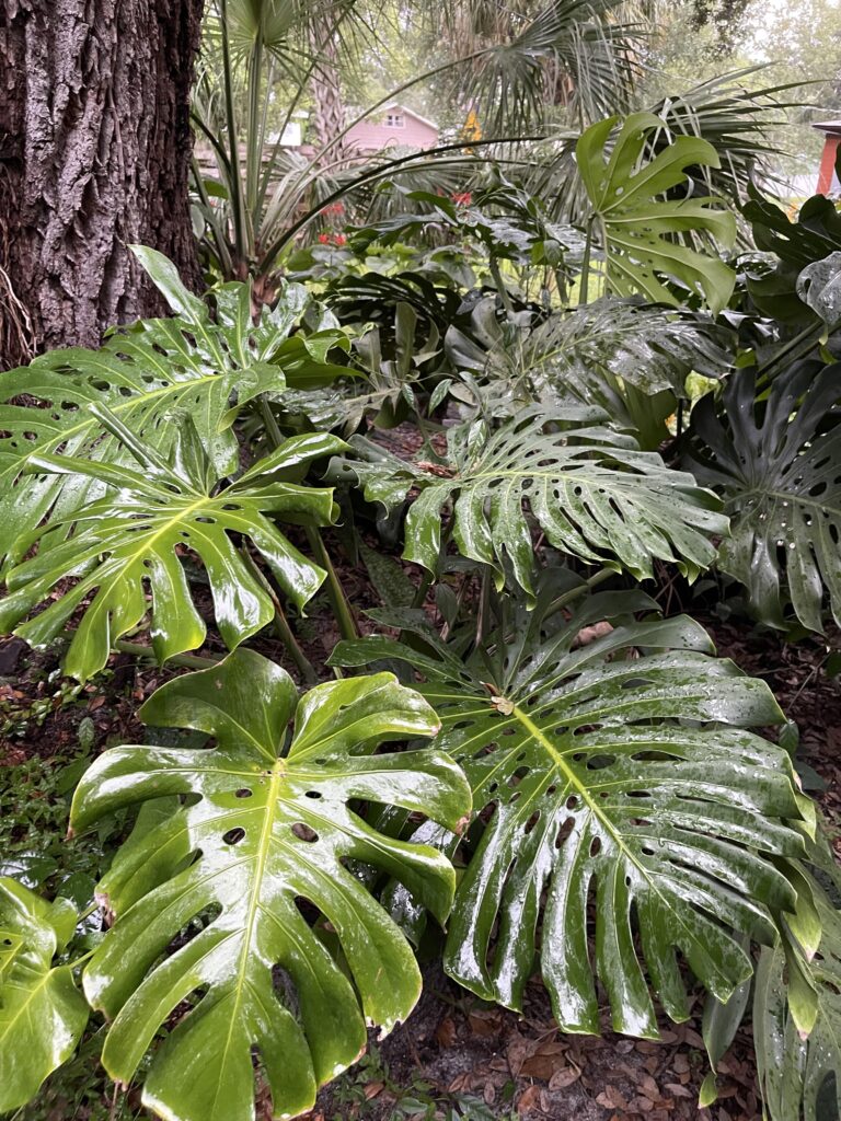 the most beautiful monstera I have ever seen in person. Love living in ...