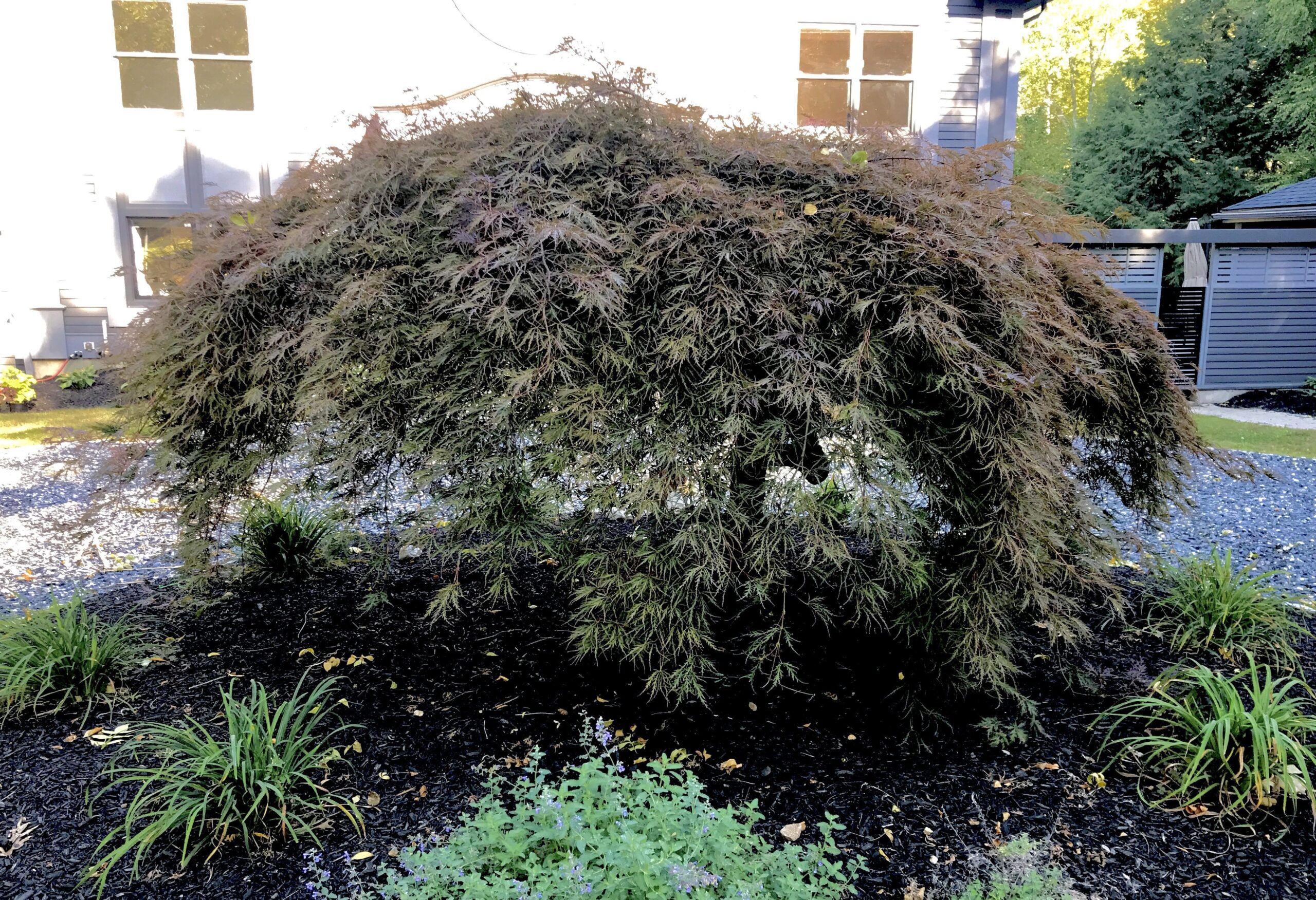 Landscaper wants to move our mature Japanese maple in July... should I ...