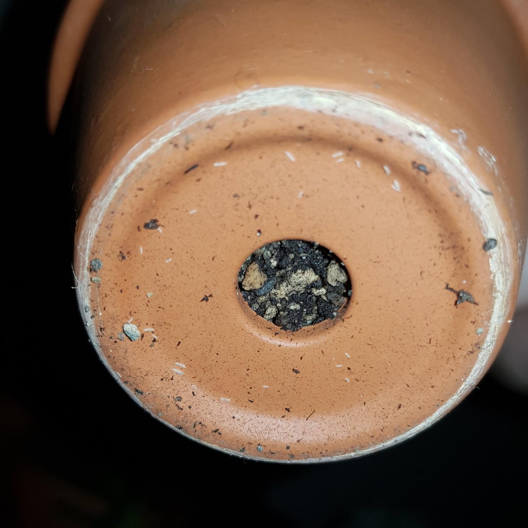 What are these insects under my pots and how do I get rid of them - All ...
