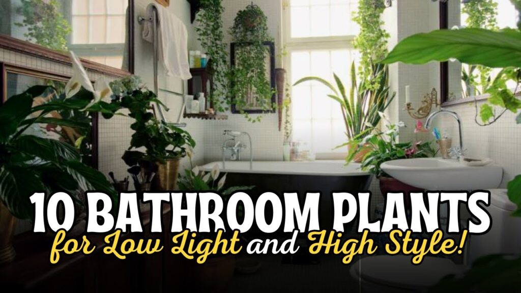 10 Bathroom Plants for Low Light and High Style! 🛁🌱 High Humidity ...