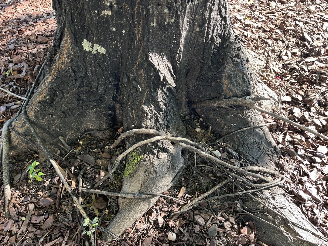 My maple tree seems to be growing roots on top of the roots. Or some ...