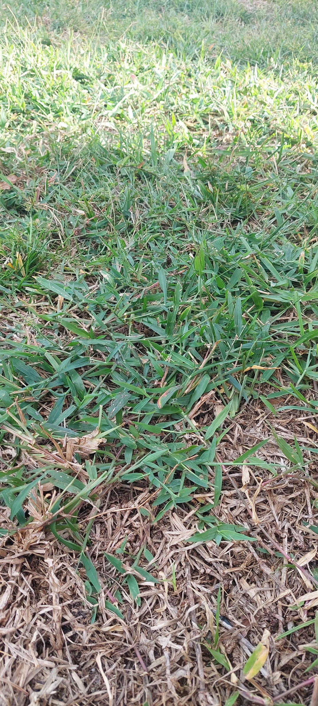 What weed do I have in my yard? Crabgrass? Central Florida. - All For ...