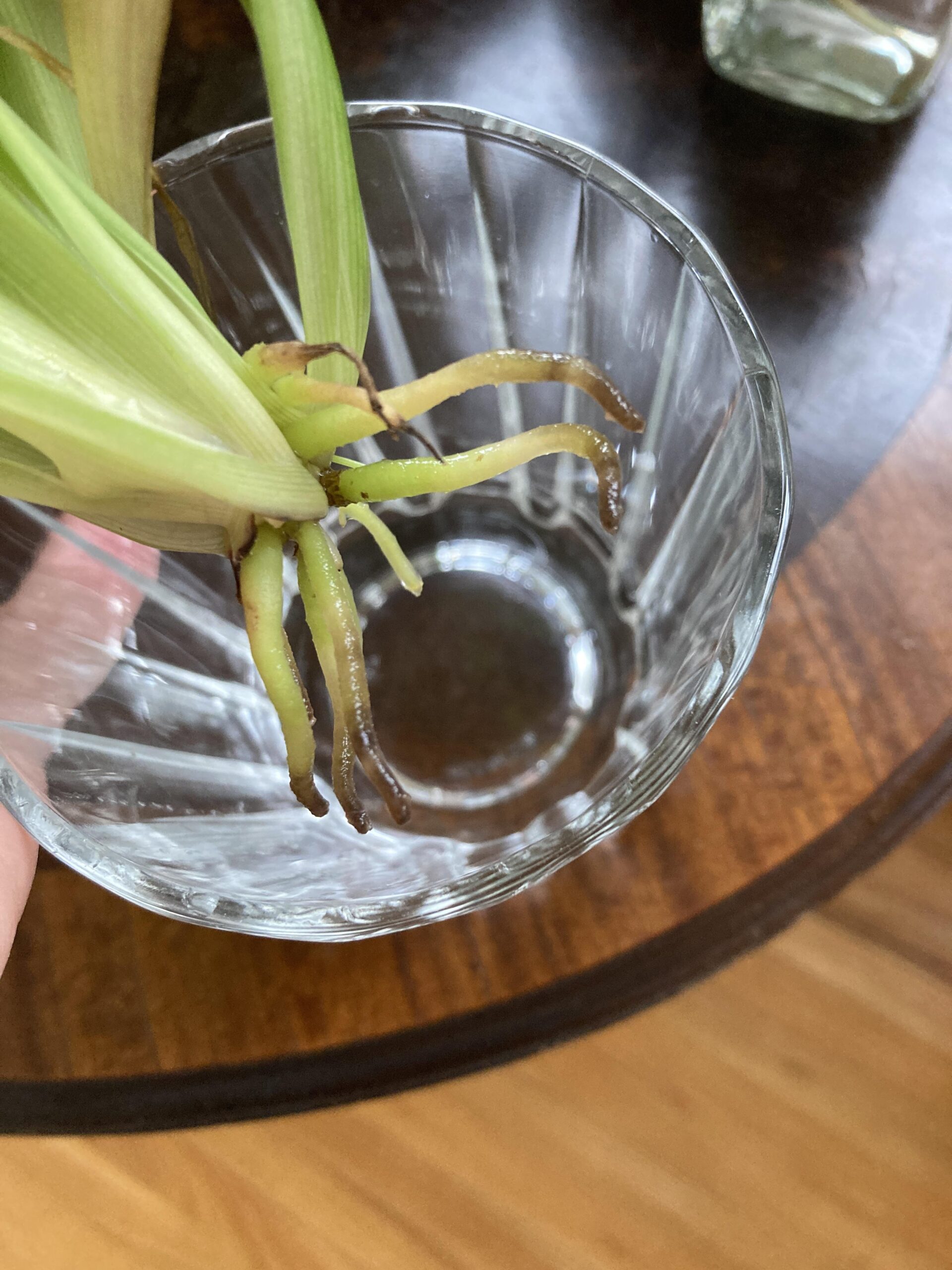 Why are my spider plant roots rotting?? - All For Gardening