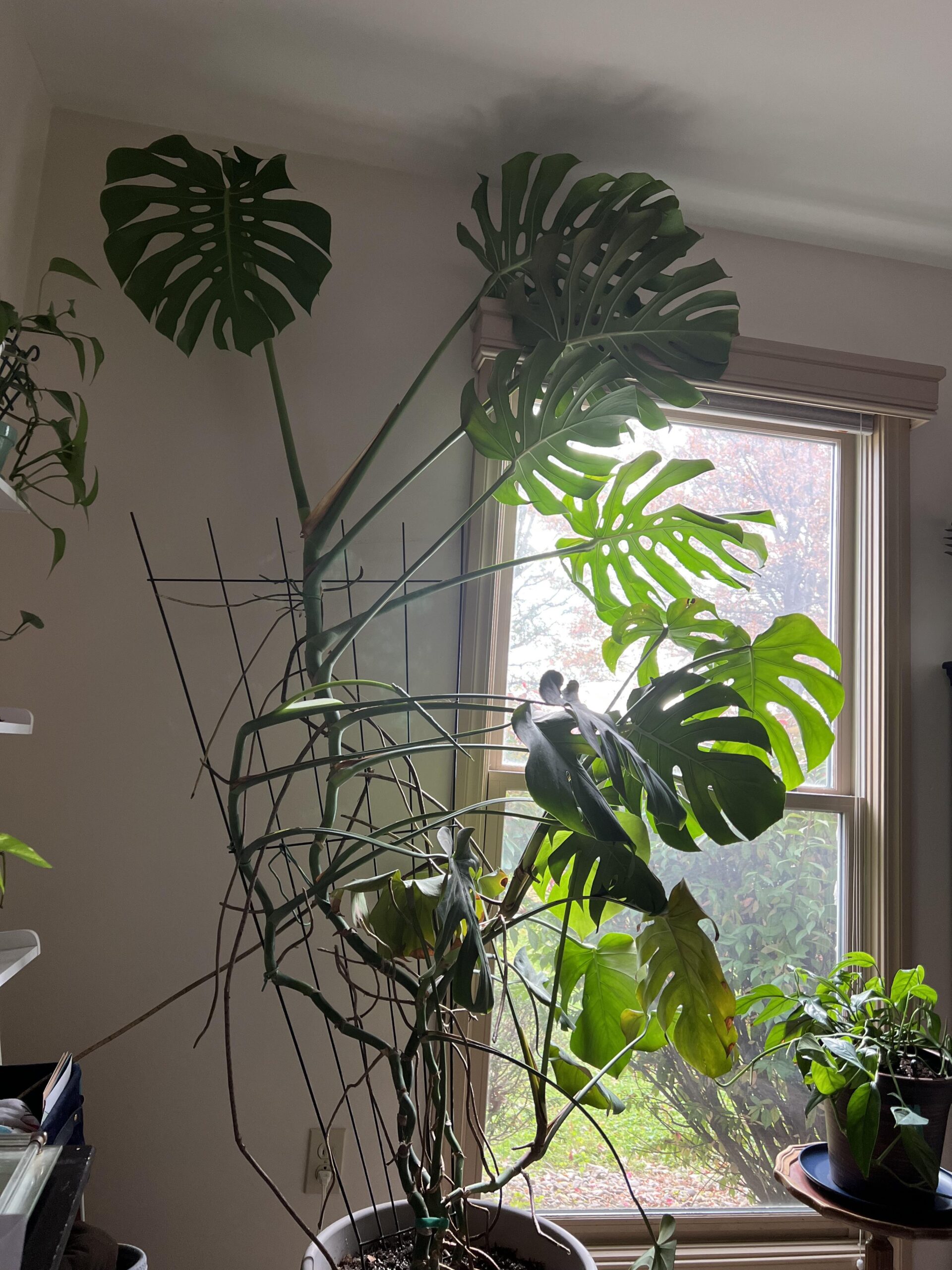Now what? I straightened my monstera & got her better secured to the ...