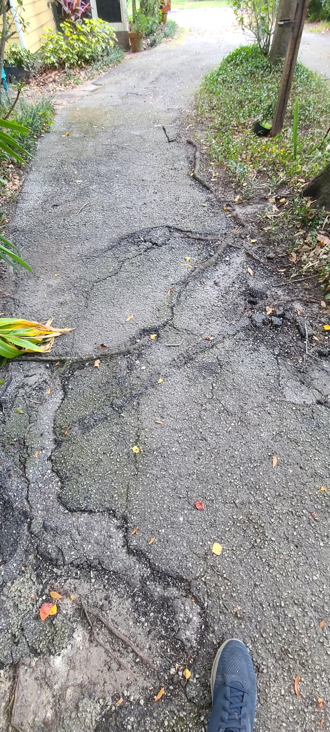 Tree roots in driveway - All For Gardening